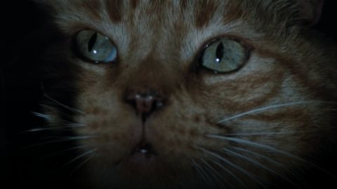 32 Amazing Cats In Hollywood History | Cinemablend