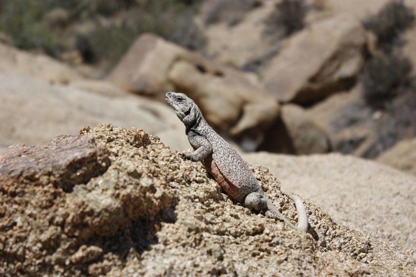 Chuckwalla Photos: Meet this Large, Desert-Dwelling Lizard | Live Science