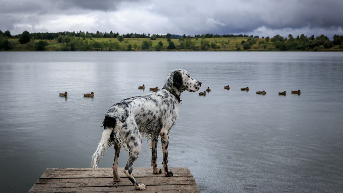 32 dog breeds that are made for swimming | PetsRadar