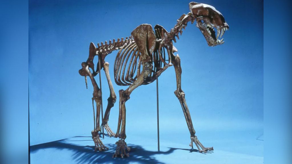15 extinct giants that once roamed North America | Live Science