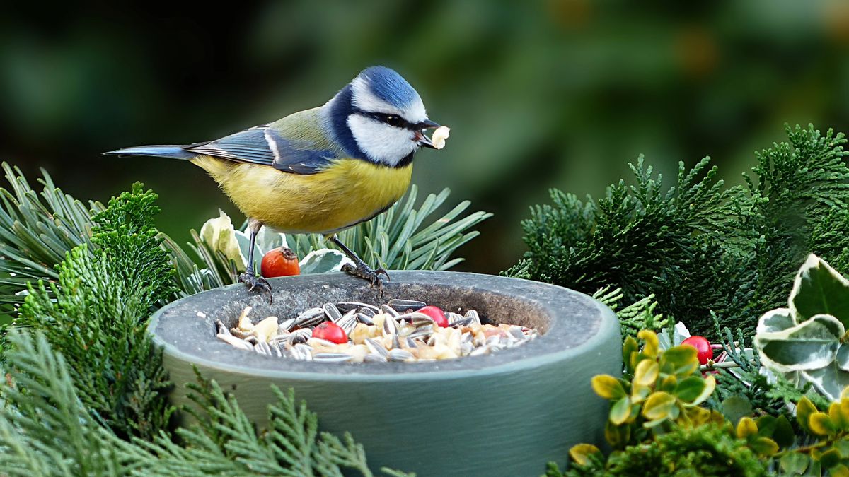 32 tips for taking care of wild birds | PetsRadar