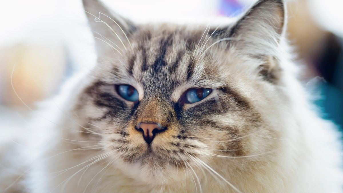 20 indoor cat breeds you’ll want in your home | PetsRadar