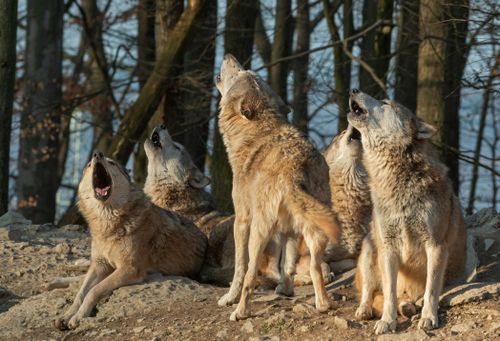 Amazing photos of nocturnal animals | Live Science