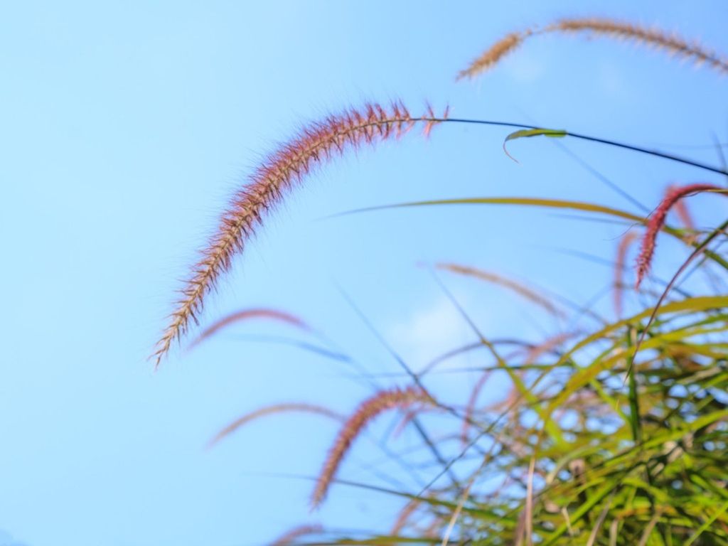 Red Fountain Ornamental Grass: How To Grow Red Fountain Grass ...