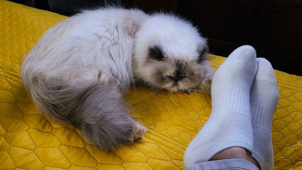 Why does my cat attack my feet? Expert shares 6 reasons and how to stop ...