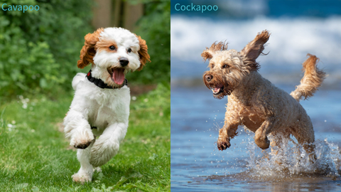 Cavapoo vs Cockapoo: An expert compares these two breeds | PetsRadar