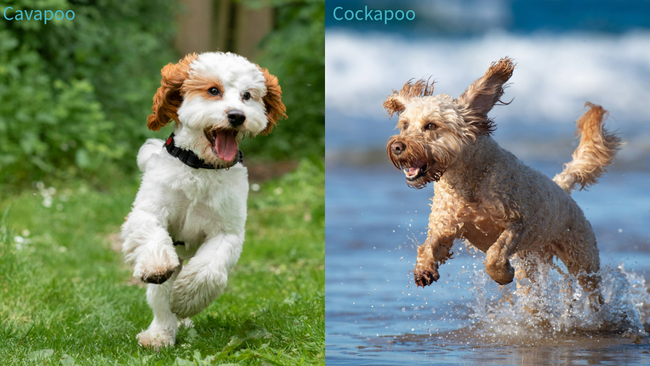 Cavapoo vs Cockapoo: An expert compares these two breeds | PetsRadar