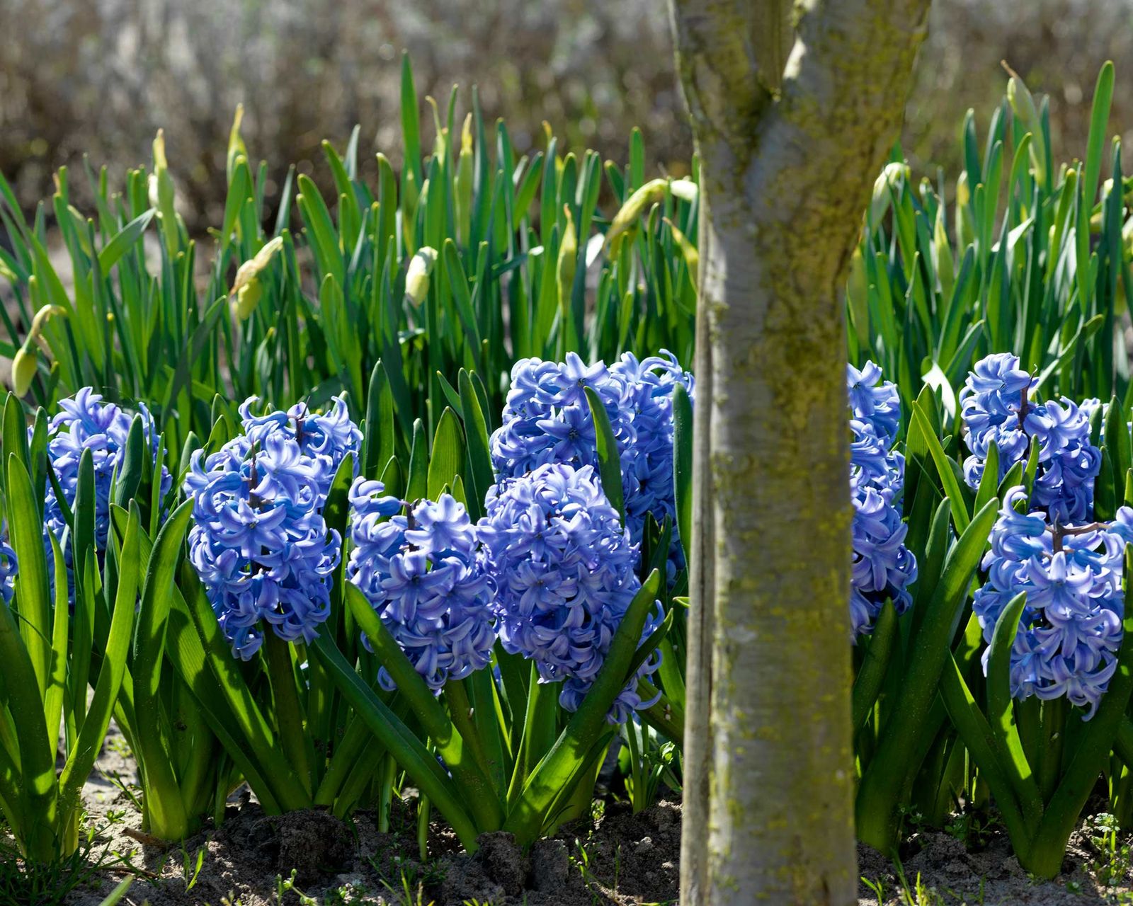 How and when to plant hyacinth bulbs: easy tips for a gorgeous spring ...