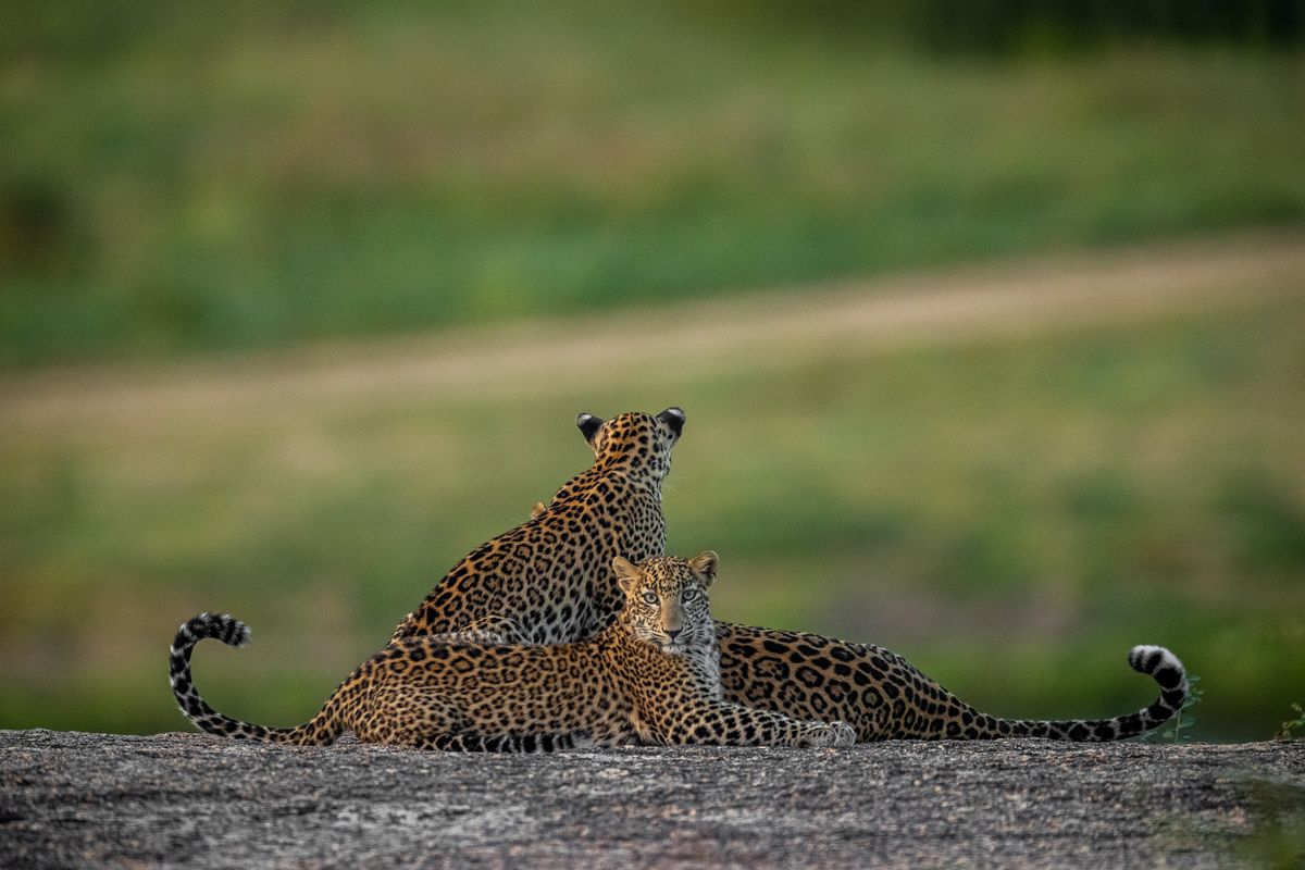 Remembering Leopards reveals results of conservation photo competition ...
