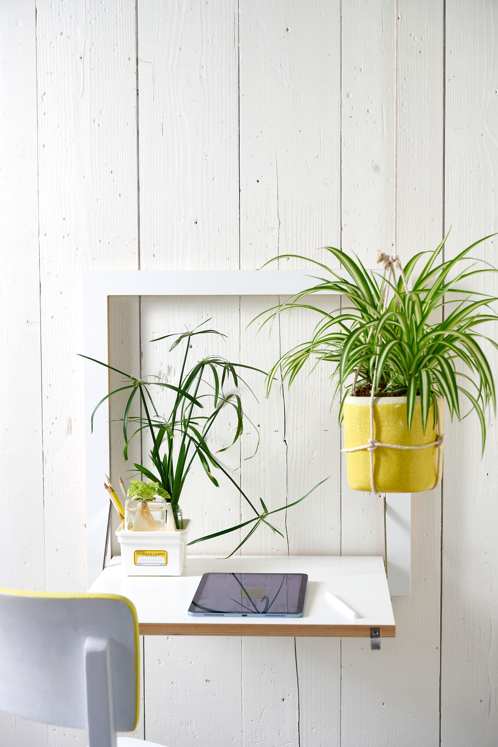 5 "Radiator Plants" That Don't Mind Your Central Heating | Livingetc