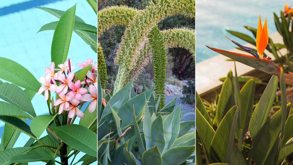 Best plants for around a pool: 10 perfect options | Homes and Gardens