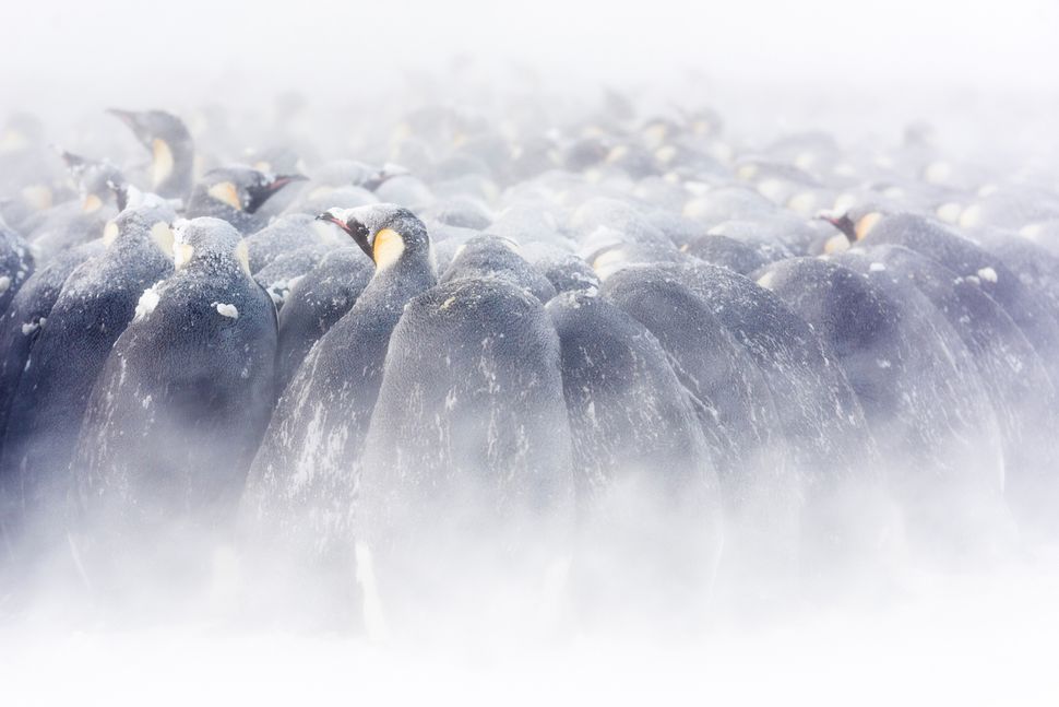 In Photos: The Emperor Penguin's Beautiful and Extreme Breeding Season ...