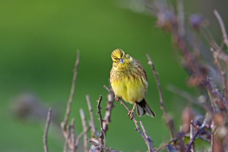 A wing and a prayer: saving our farmland bird populations | Country Life