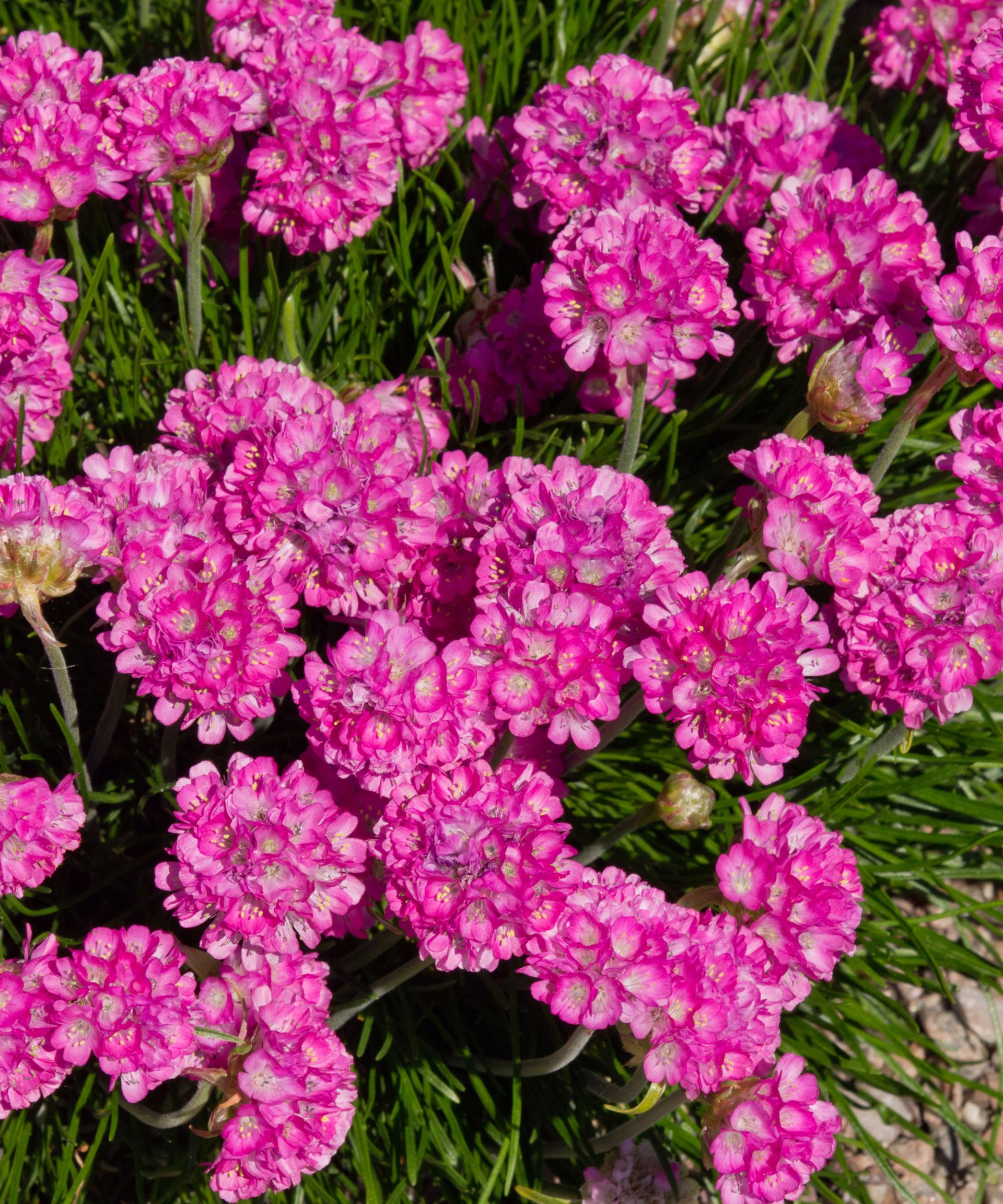 Best alpine plants: 16 types for borders, pots and rockeries | Gardeningetc