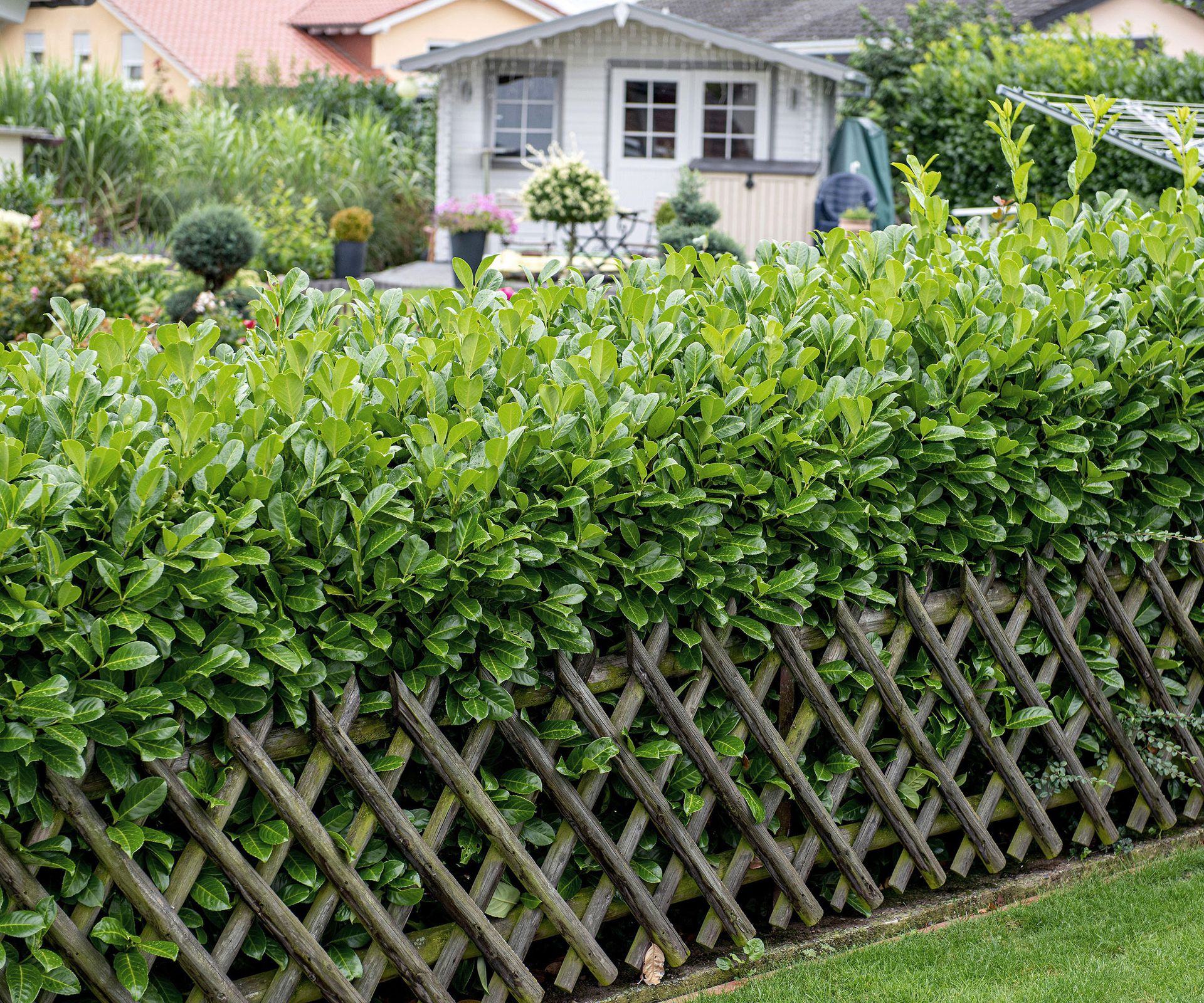 Best fast-growing hedges: 10 ideas for your boundaries | Homes and Gardens