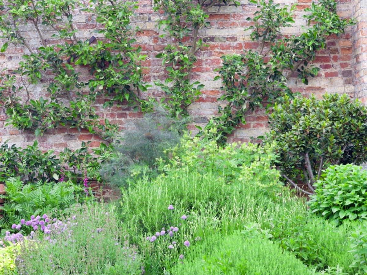 Grow A Victorian Herb Garden: Planting Herbs From The Victorian Era ...
