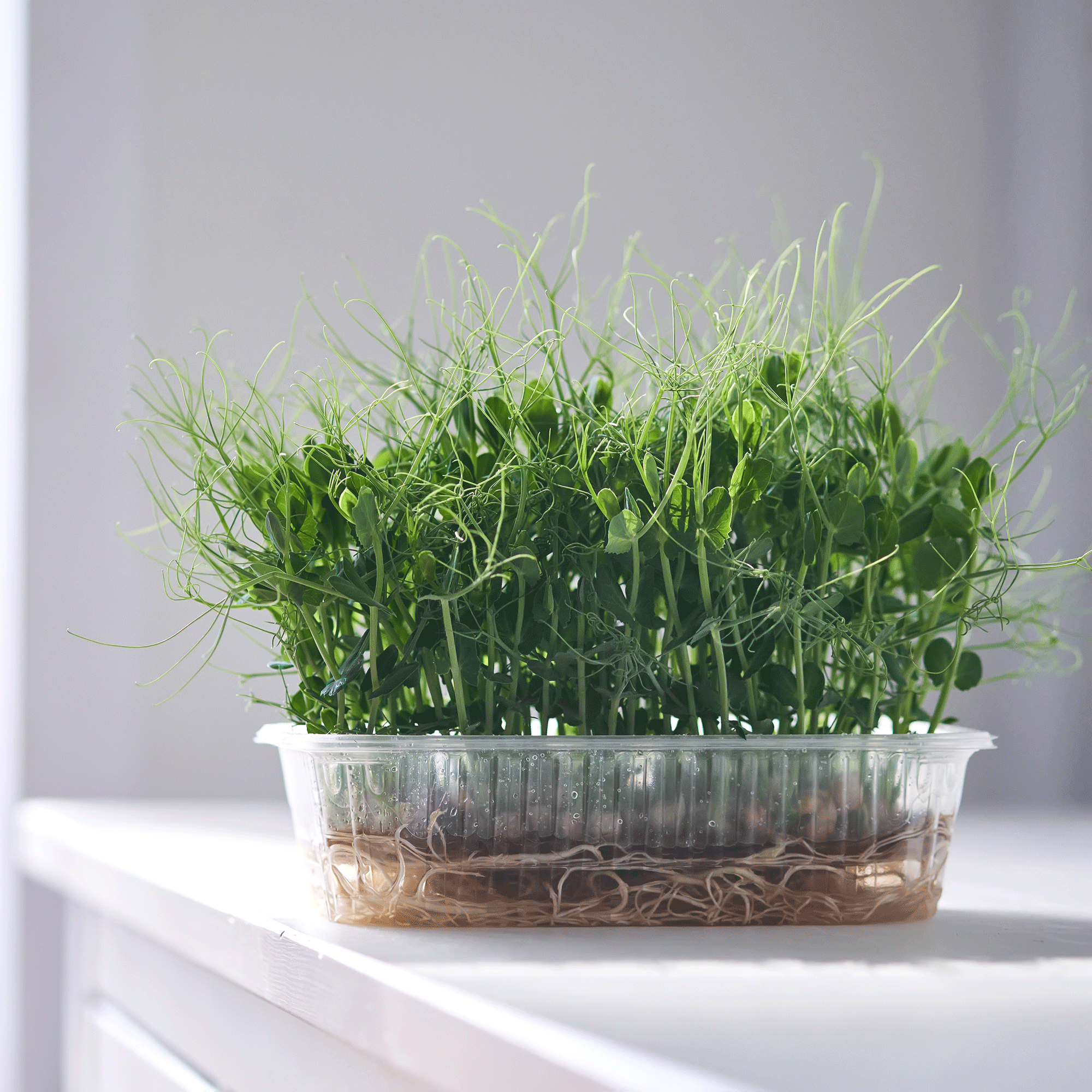 How to grow microgreens – the tiny plant every homes should be growing ...
