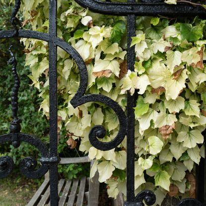 6 ivy garden ideas for endless evergreen appeal | Ideal Home