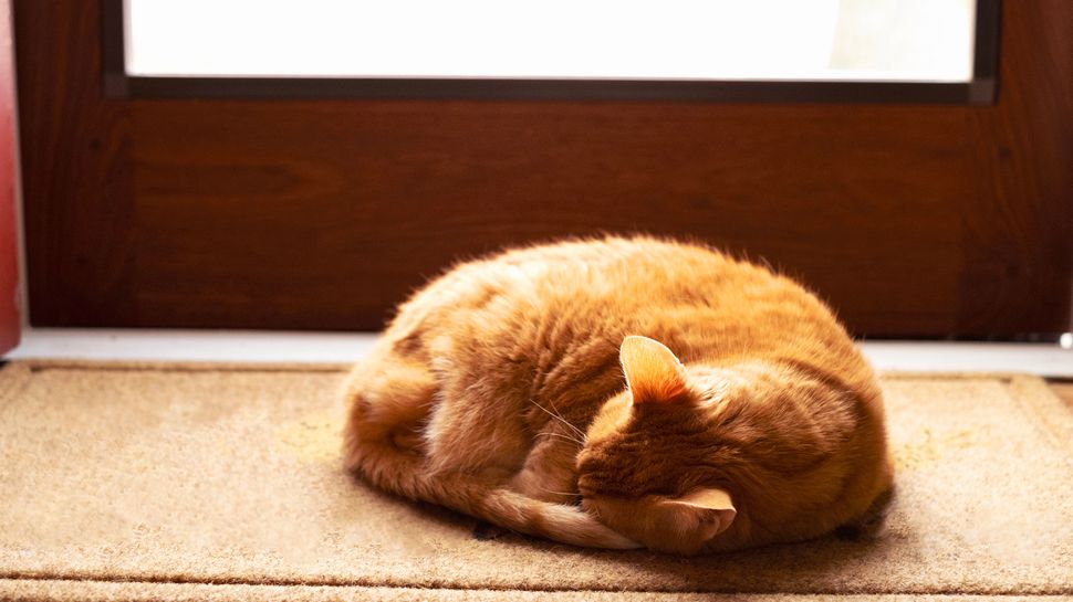 Signs of a happy cat: How to know if your kitty is content | PetsRadar