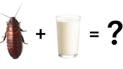 Cockroach Milk Health and Beauty Benefits - Cockroach Milk Trend ...