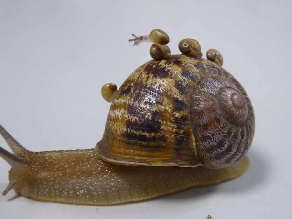Photos: 'Lefty'-Shelled Snails Have 'Righty' Babies | Live Science