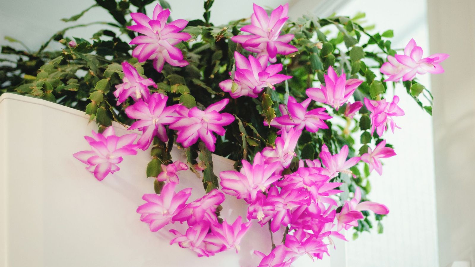 When Do Christmas Cactus's Bloom? Here's What An Expert Says | Livingetc