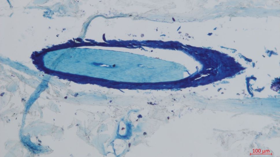 Ancient chromosomes from woolly mammoth discovered in 52,000-year-old ...