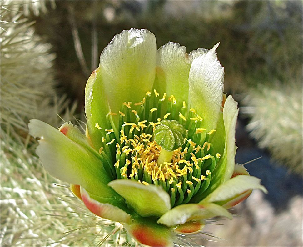 In Photos: Beautiful Cactus Flowers Signal Spring Is Here | Live Science