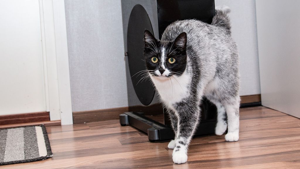 Do you know what a salmiak cat is? Scientists officially discover this ...