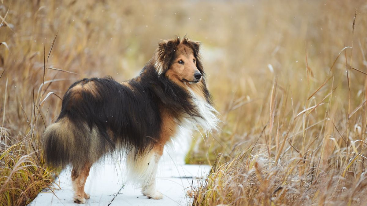 Best dogs for runners who love to exercise outdoors | PetsRadar