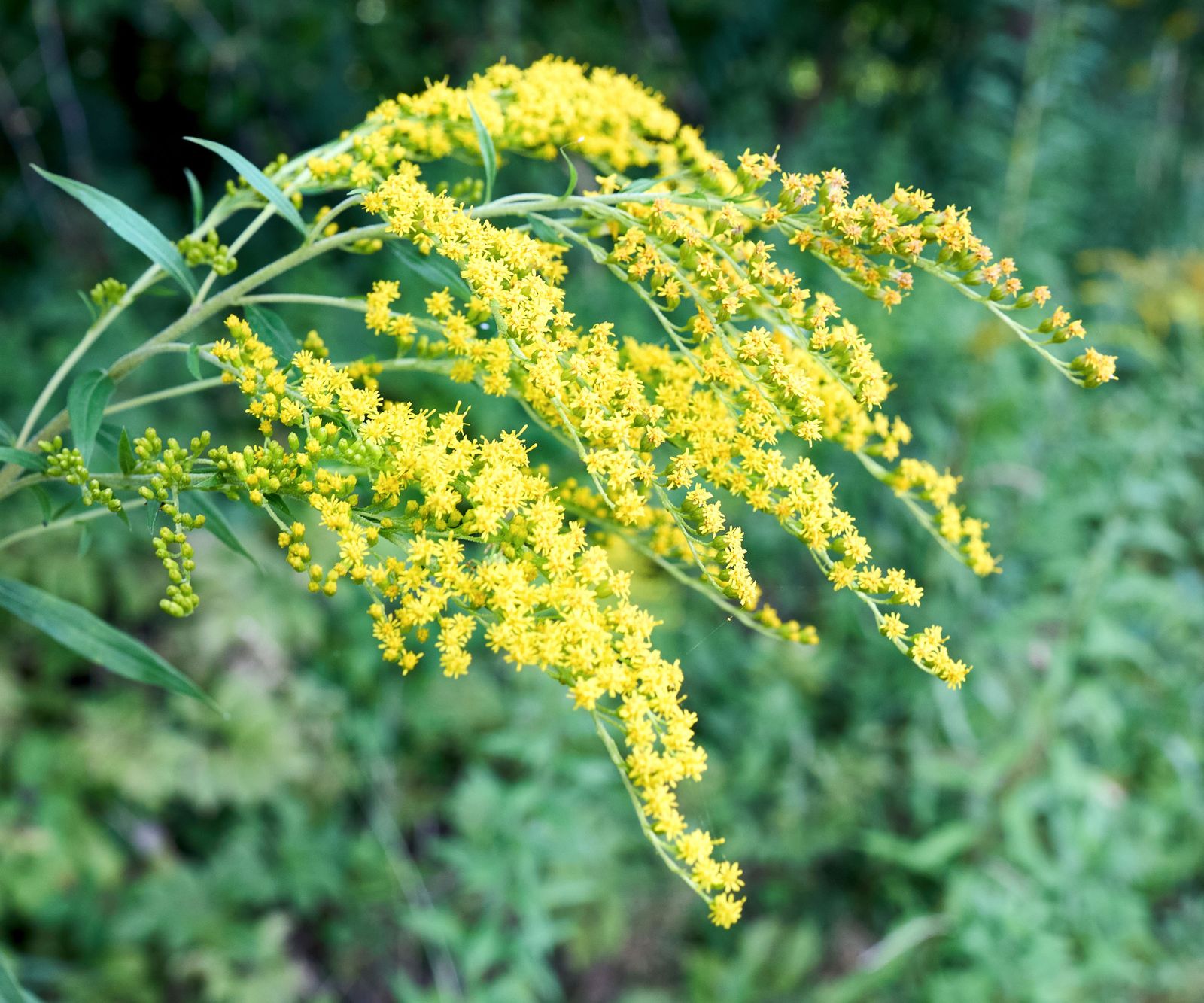 9 Unique Yellow Flowers For A Garden Filled With Gold | Gardening Know How