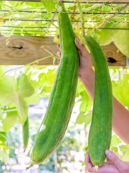 How to grow luffa: top tips for great harvests | Homes and Gardens