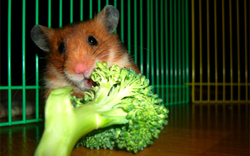 The Cost of Owning 5 Popular Small Household Pets | Kiplinger