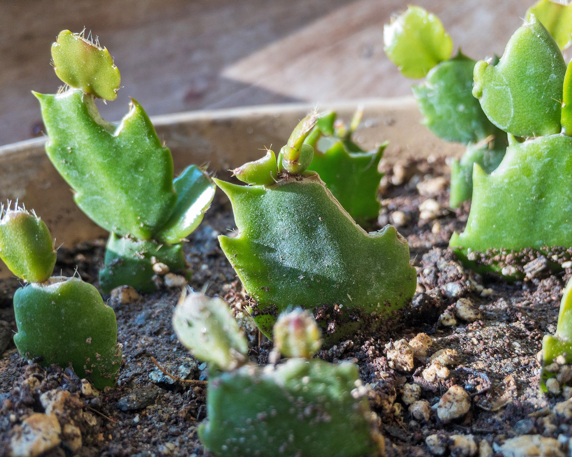 Propagating A Thanksgiving Cactus: Expert Step-by-Step Guide ...