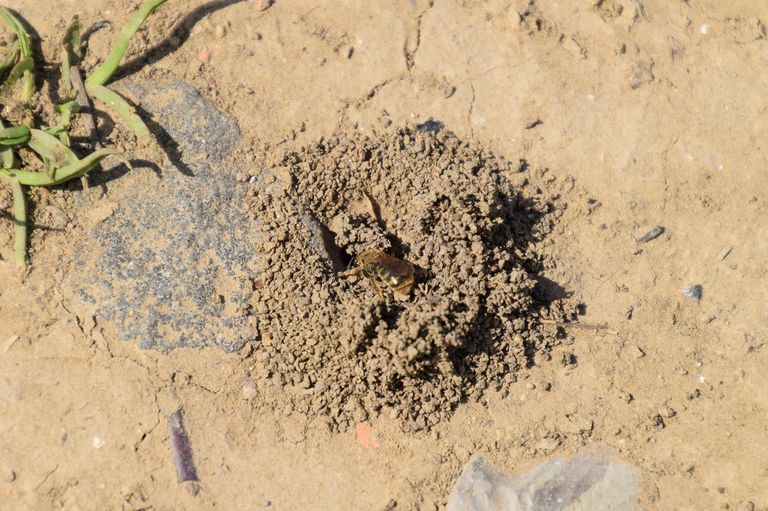 What Are Mining Bees – Identifying Those Bees In The Ground | Gardening ...