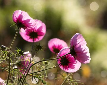 How to grow cosmos: expert tips on when and where to plant | Homes and ...