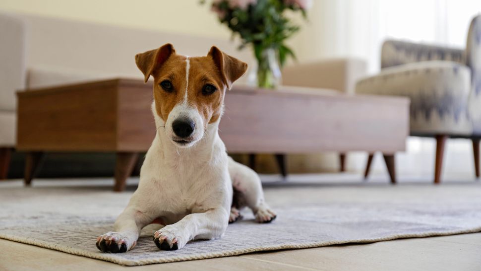 How to get rid of rats quickly and safely | Tom's Guide