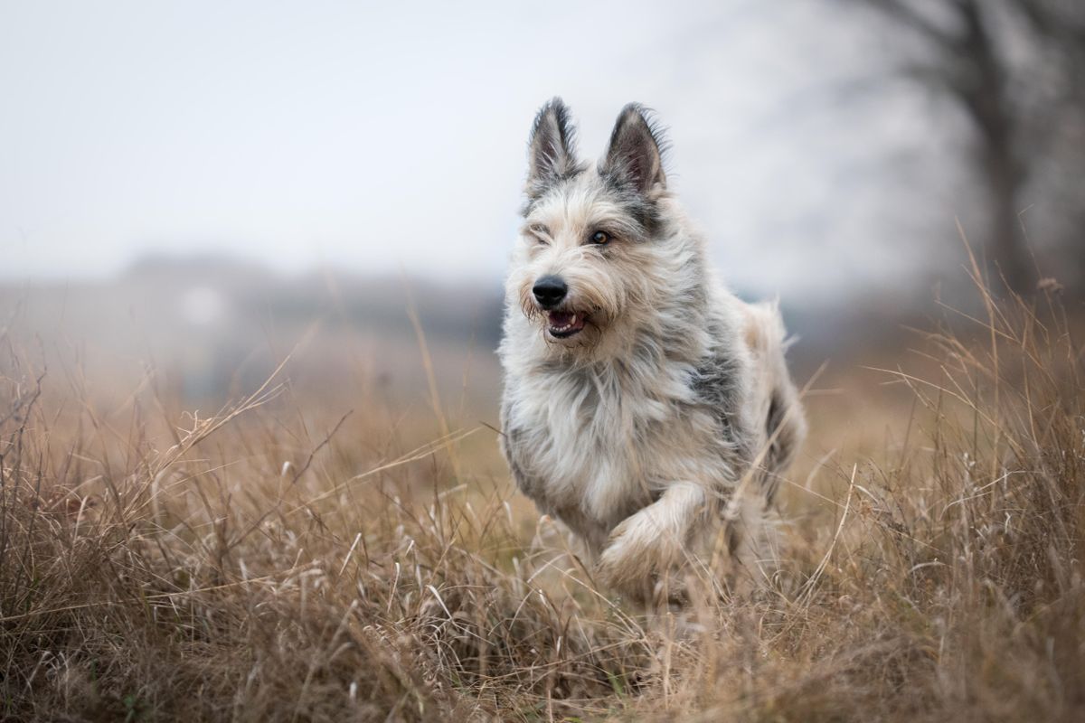33 herding dog breeds for managing livestock | PetsRadar