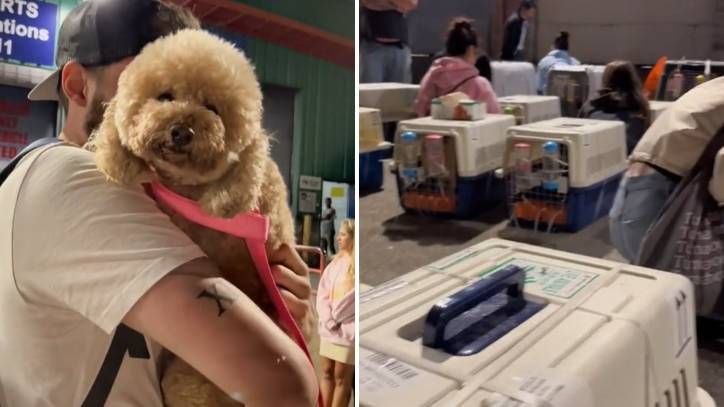 Dog rescued from Chinese meat trade in Wuhan has netizens in tears ...