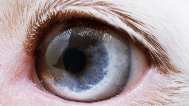 Albino dogs: 32 facts you didn’t know | PetsRadar
