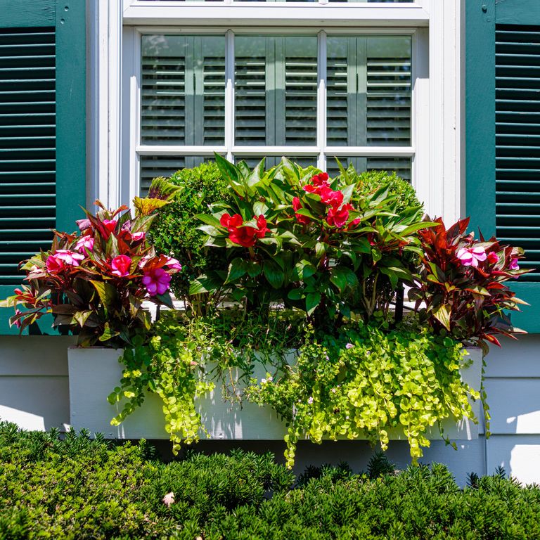8 of the best trailing plants for outdoors | Ideal Home