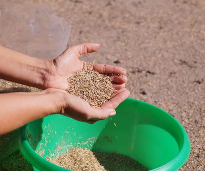 Lawn care experts share how to store grass seed | Homes and Gardens