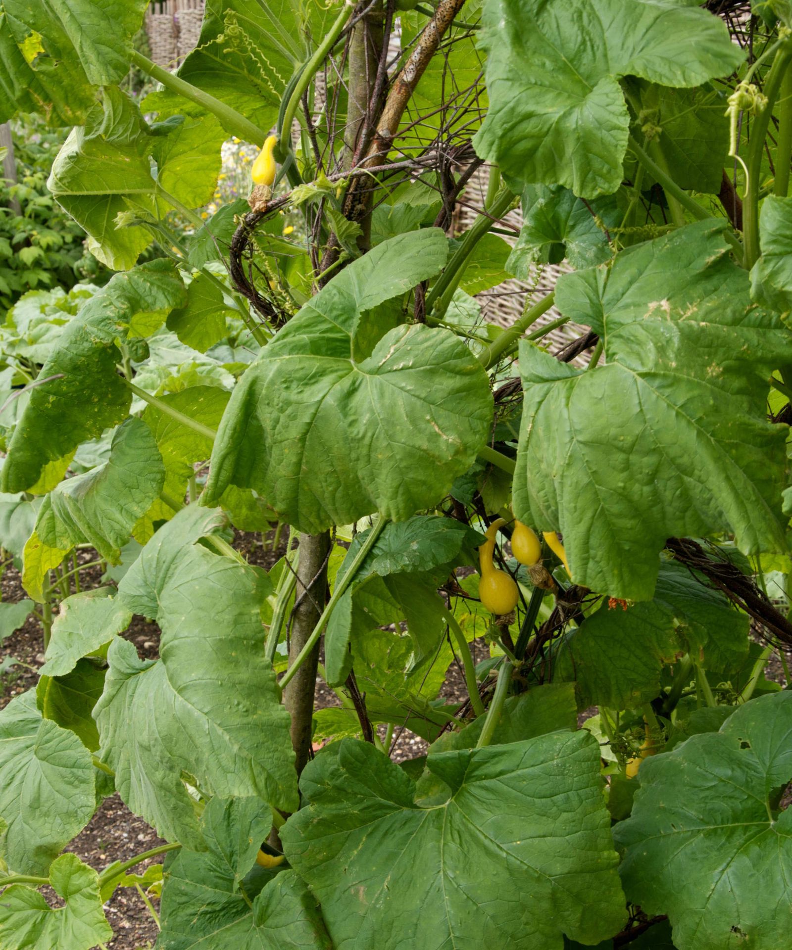How to grow squash vertically in your vegetable garden | Homes and Gardens