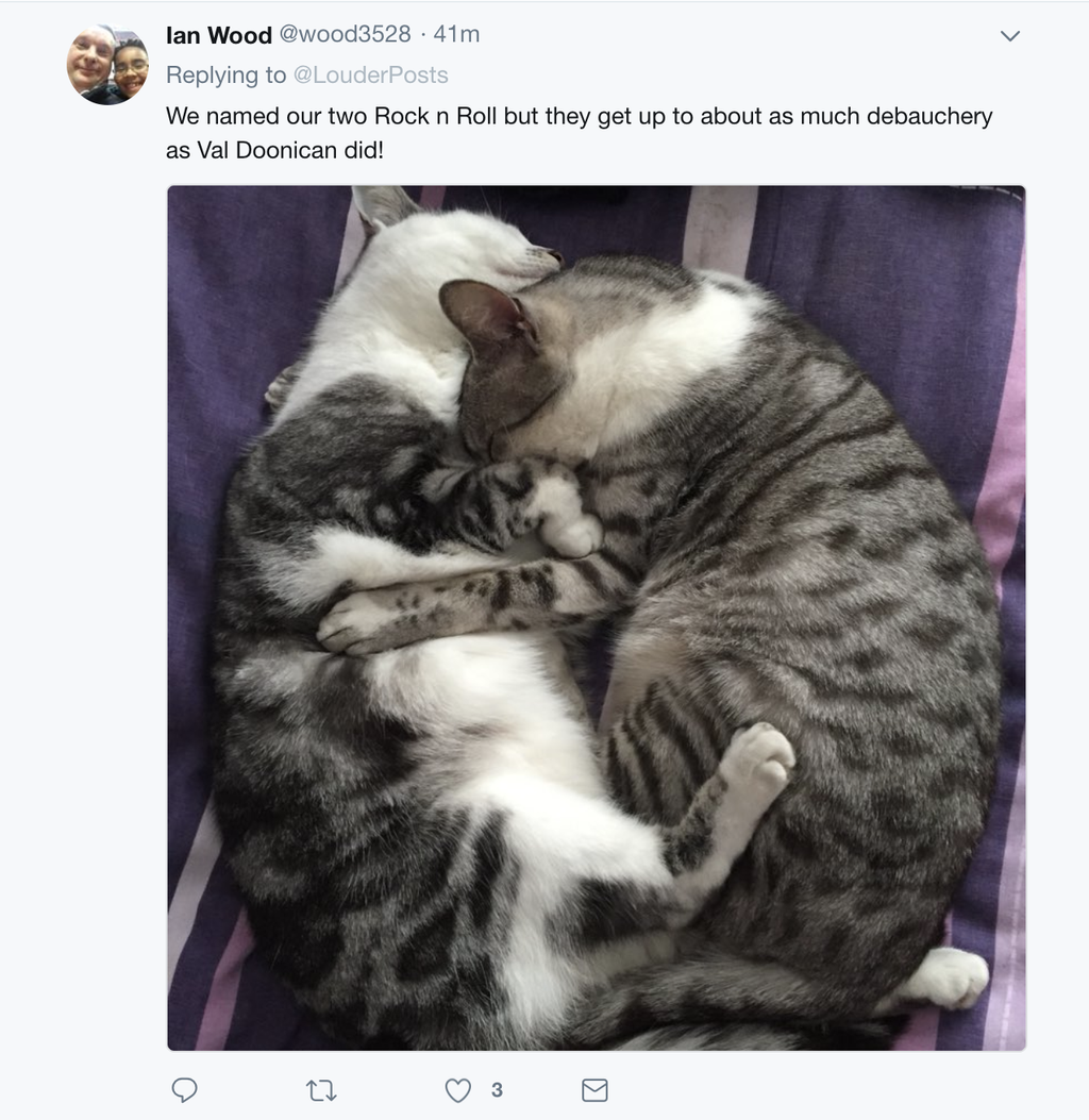 The most rock'n'roll cats according to Twitter | Louder