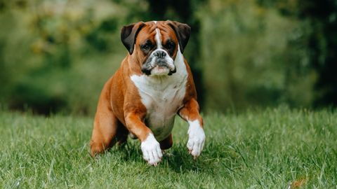32 dog breeds that are the biggest droolers | PetsRadar