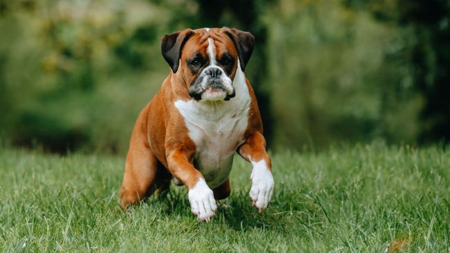Boxers: Breed profile and information | PetsRadar