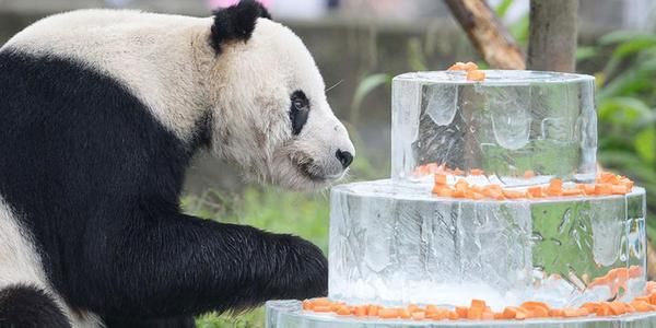 The world's oldest male panda turns the big 3-0 | The Week