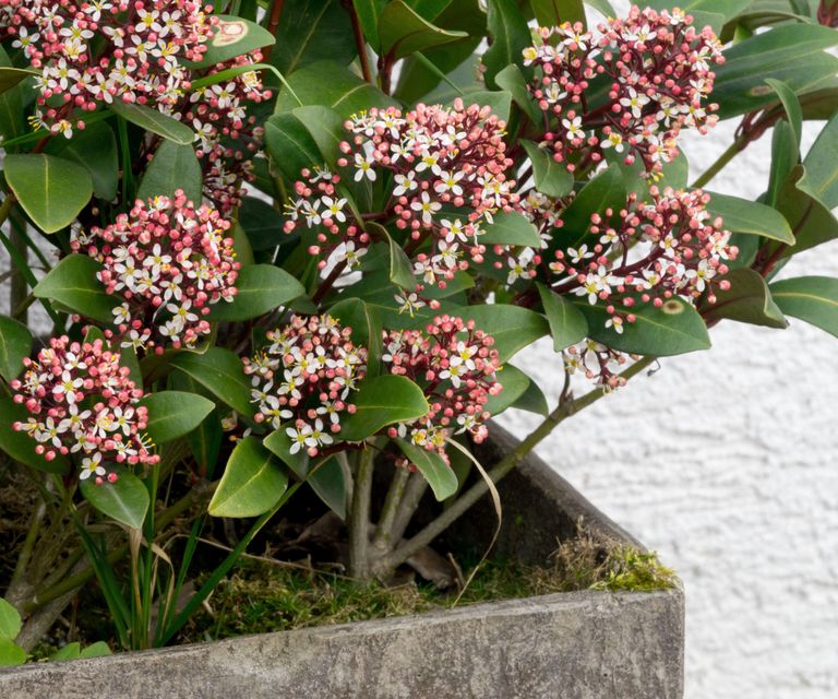 Best shrubs for containers: 12 shrubs to impress in pots | Homes and ...