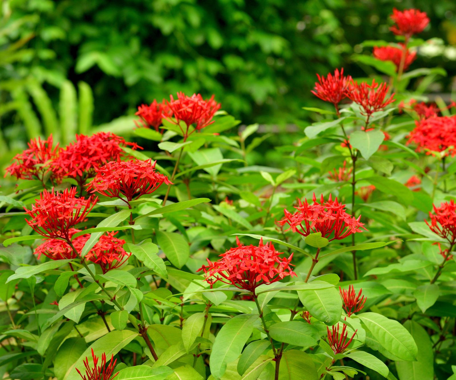 How to grow ixora in pots: for a tough, easy flowering shrub | Homes ...