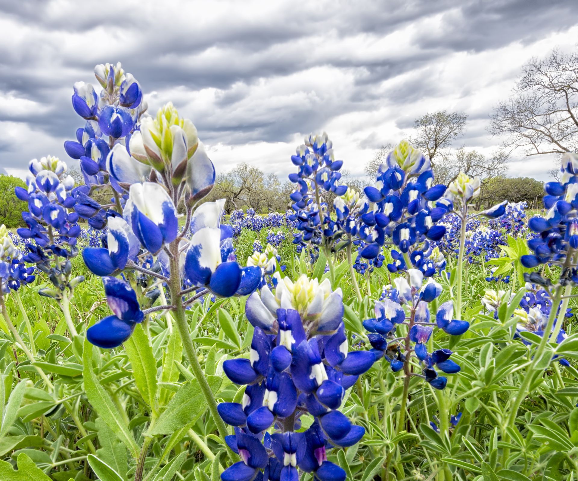 How to grow lupine: a late-spring cottage garden staple | Homes and Gardens